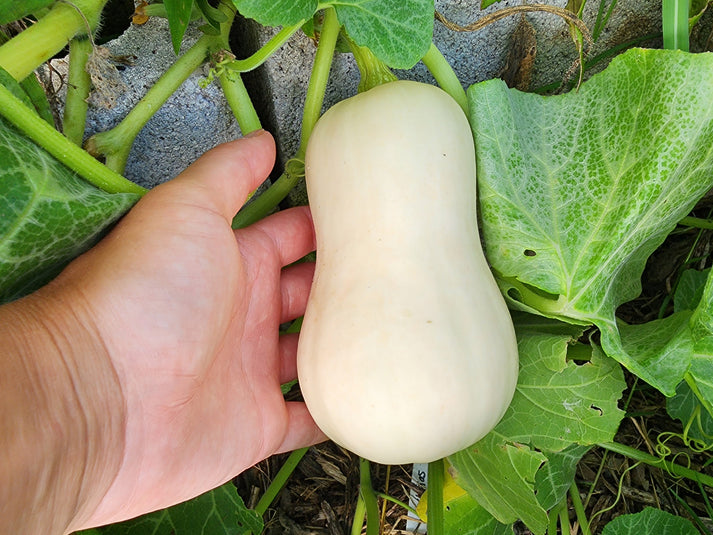 Honeynut Mini Butternut Squash Seeds – Sweet & Small – Jerra's Garden