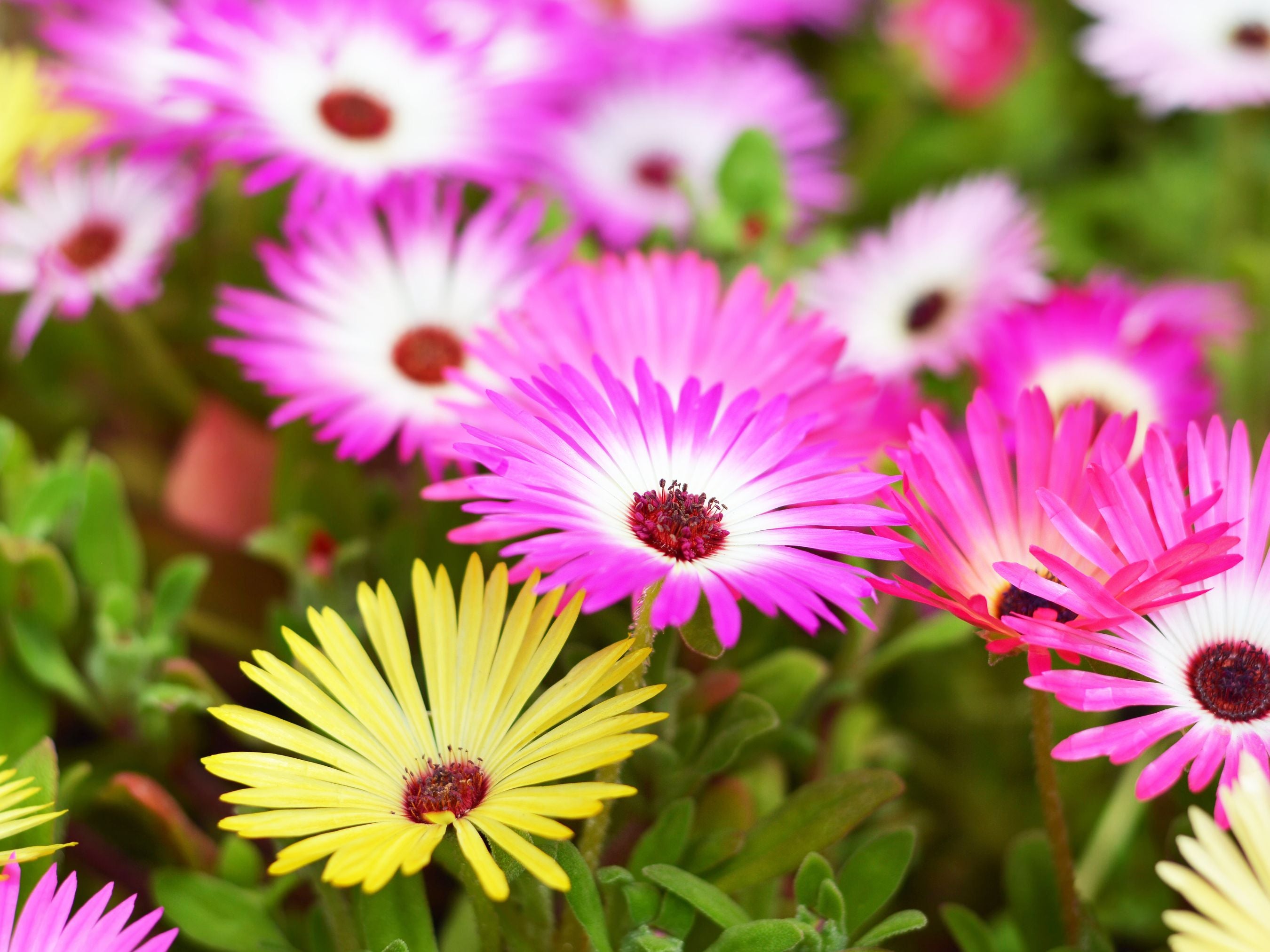 Ice Plant Flower Seeds – Vibrant Blooms – Jerra's Garden