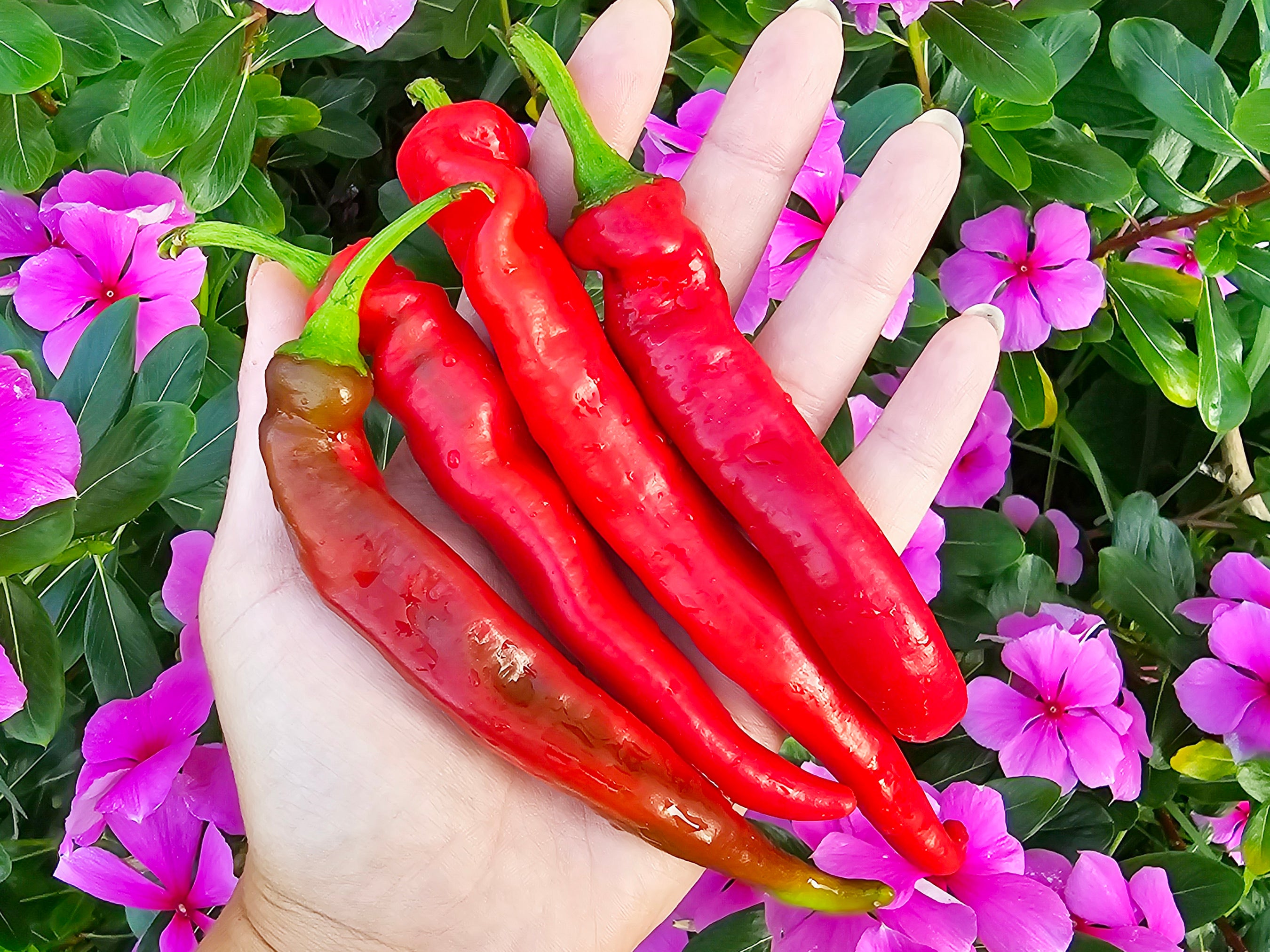 Jimmy Nardello Sweet Pepper Seeds – Heirloom Italian Variety – Jerra's ...