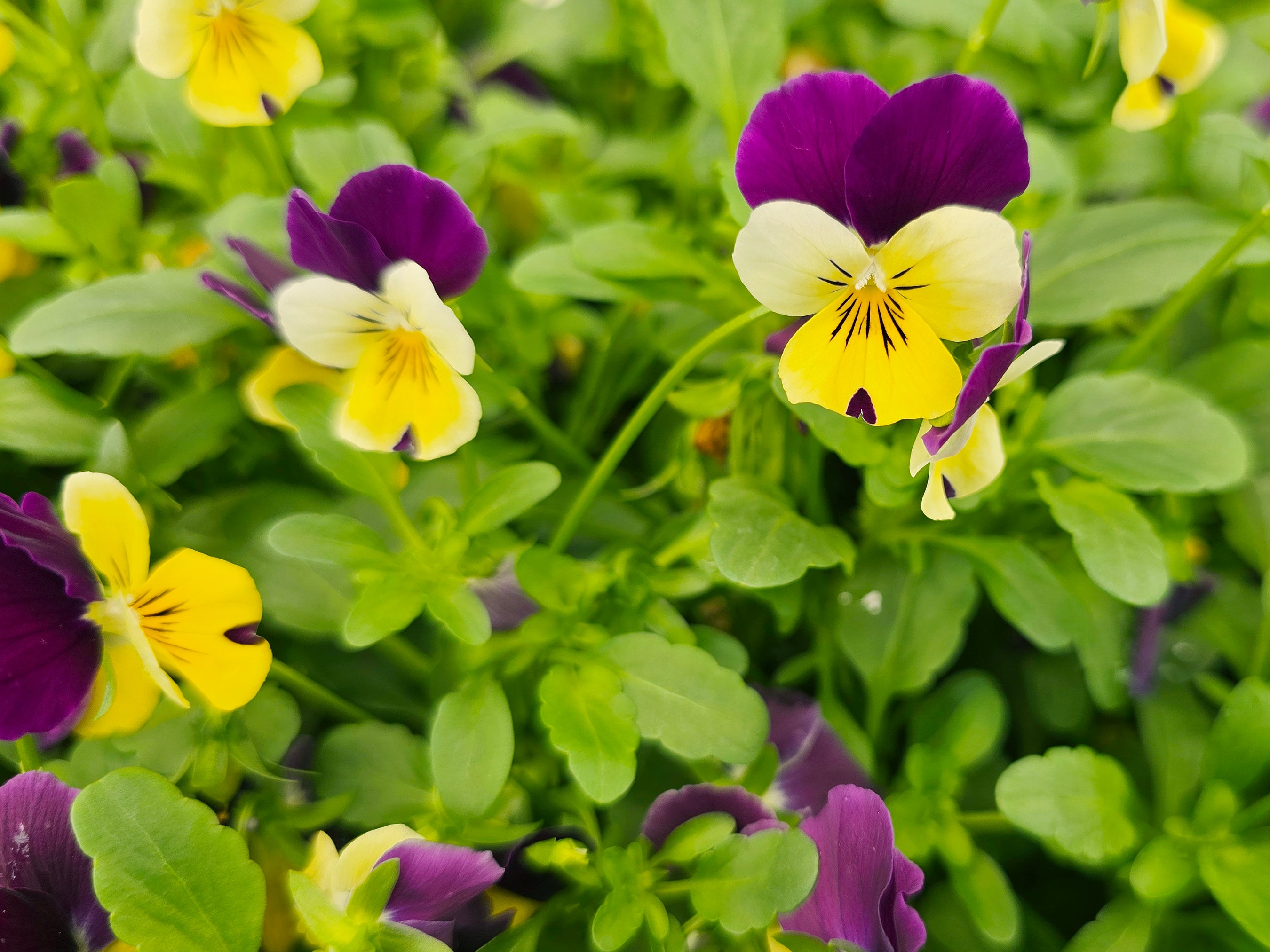 Helen Mount Johnny Jump Up Seeds – Colorful Heirloom Violas – Jerra's ...