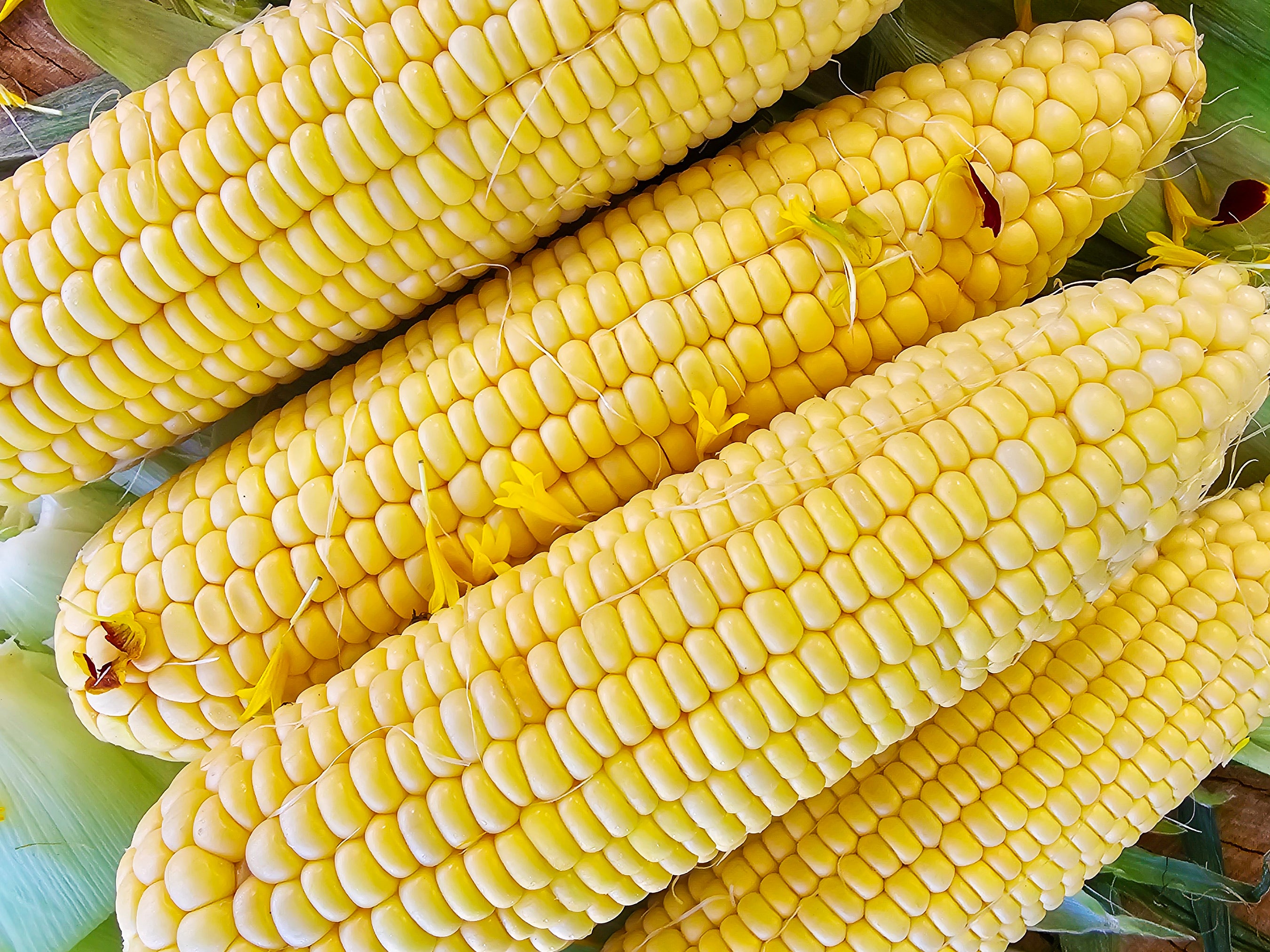 Kandy Corn Hybrid Seeds – Extra Sweet Yellow Corn – Jerra's Garden