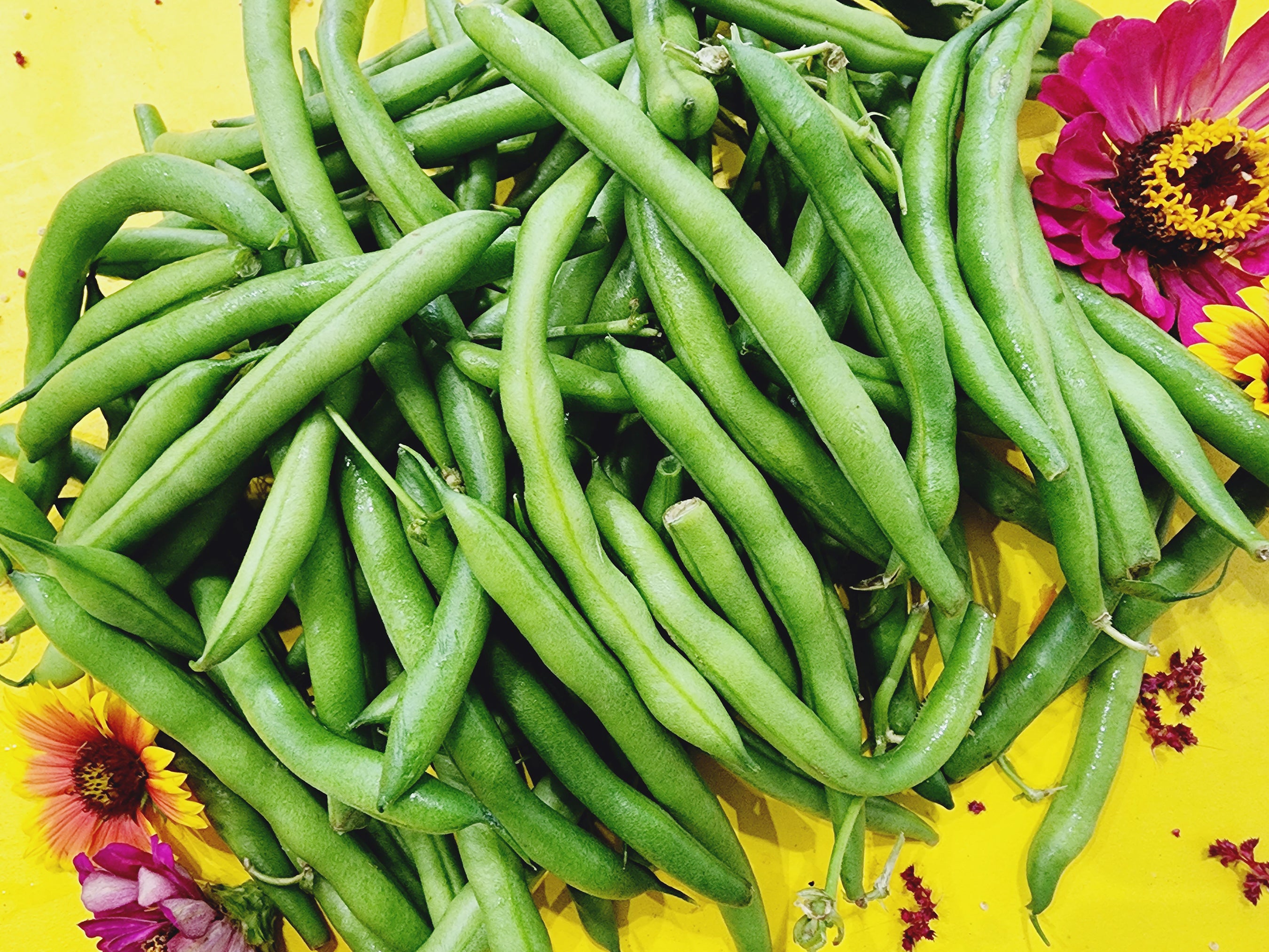 Kentucky Blue Pole Beans – Heirloom, Stringless Pods – Jerra's Garden