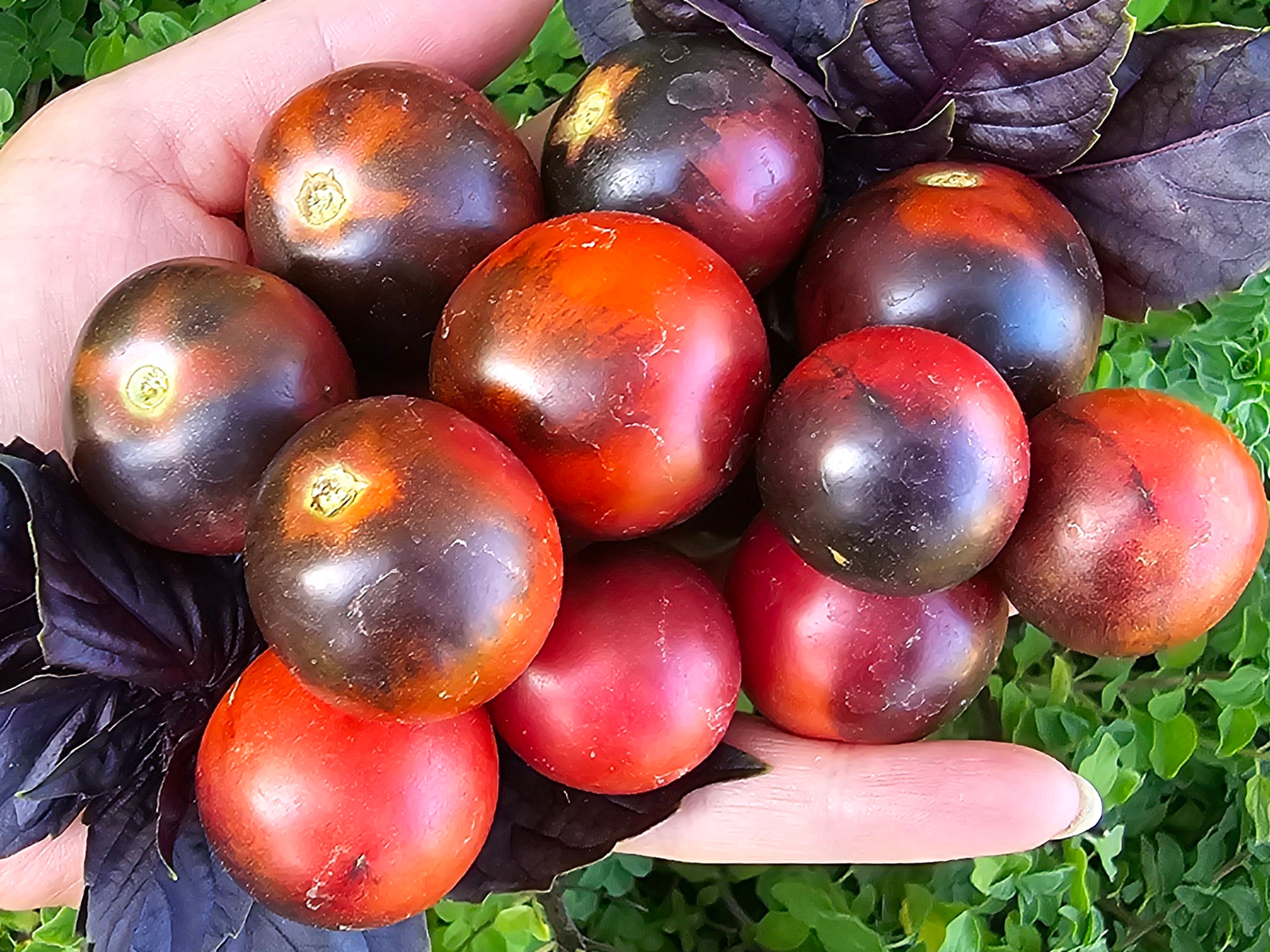 Dwarf Mocha Cherry Tomato Seeds – Compact & Colorful – Jerra's Garden
