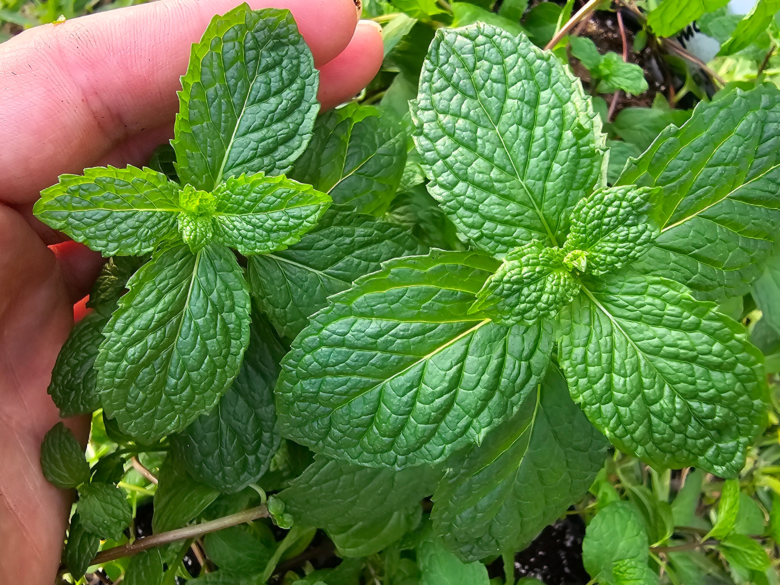 Mojito Mint – Authentic Cuban Mint Live Plant – Jerra's Garden