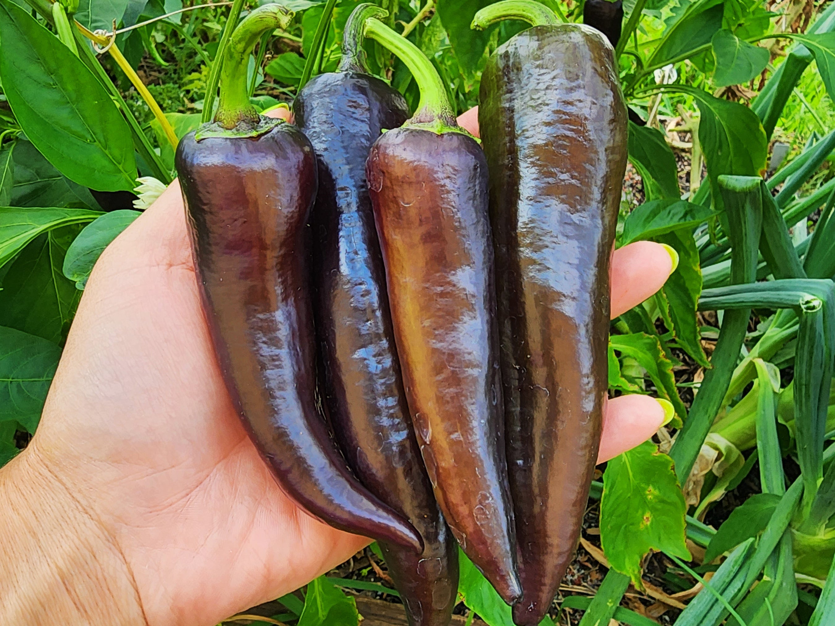 Purple Marconi Pepper – Sweet Italian Heirloom Seeds – Jerra's Garden