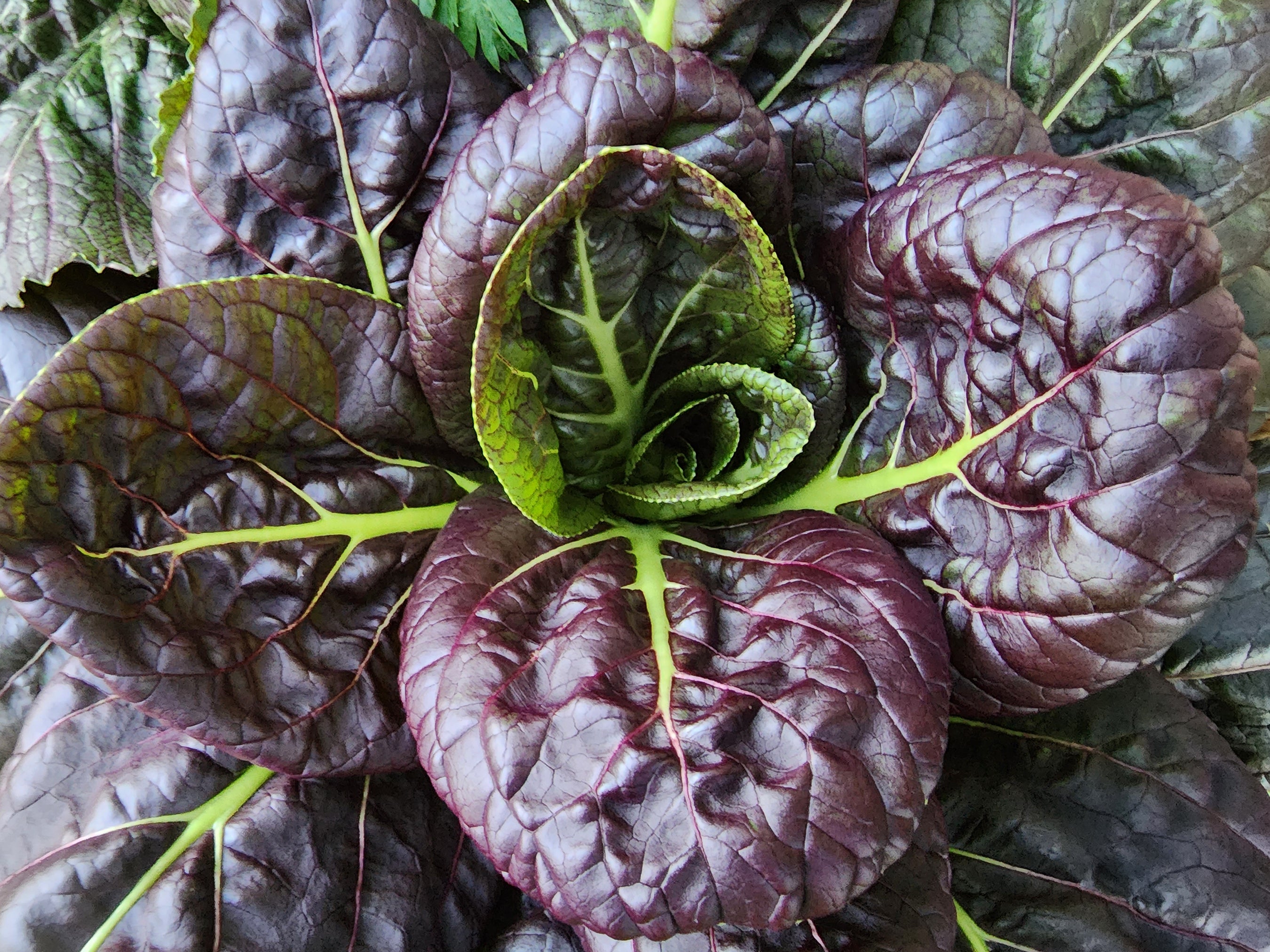 Purple Bok Choy Seeds – Heat Tolerant Hybrid Greens – Jerra's Garden