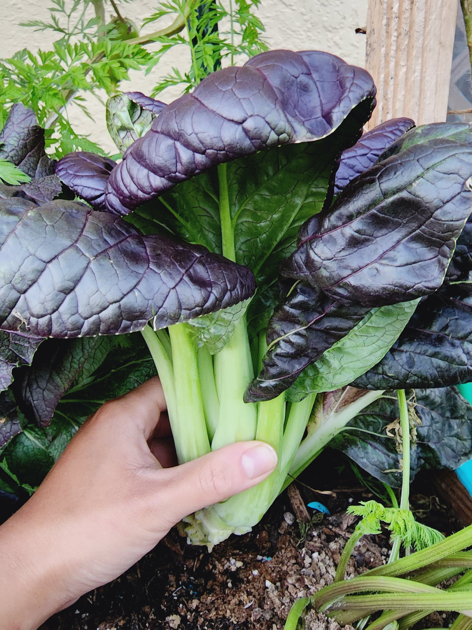Purple Bok Choy Seeds – Heat Tolerant Hybrid Greens – Jerra's Garden