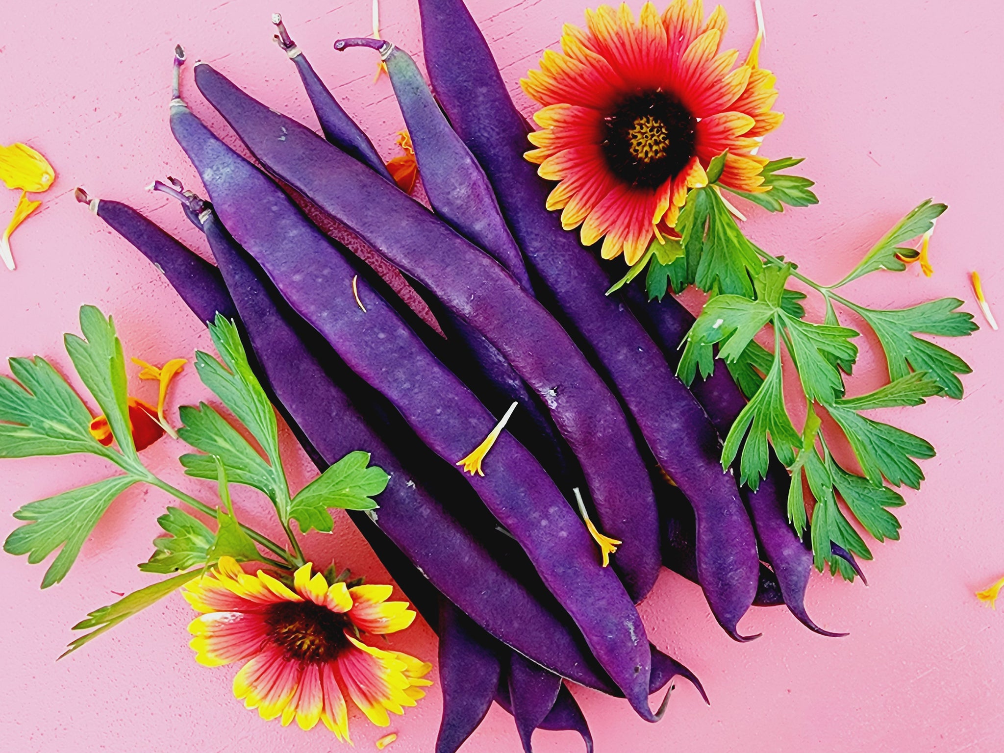 Purple Podded Pole Beans – Vibrant Heirloom Climbing Variety – Jerra's ...