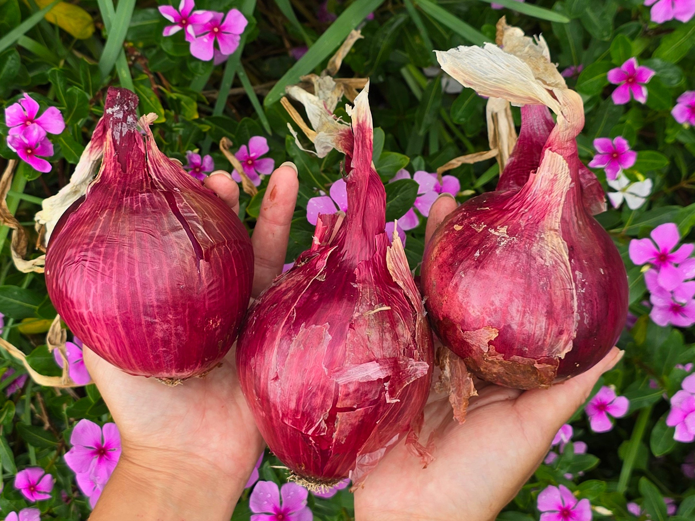 Red Grano Onion – Heirloom Short Day Red Bulbing Seed – Jerra's Garden