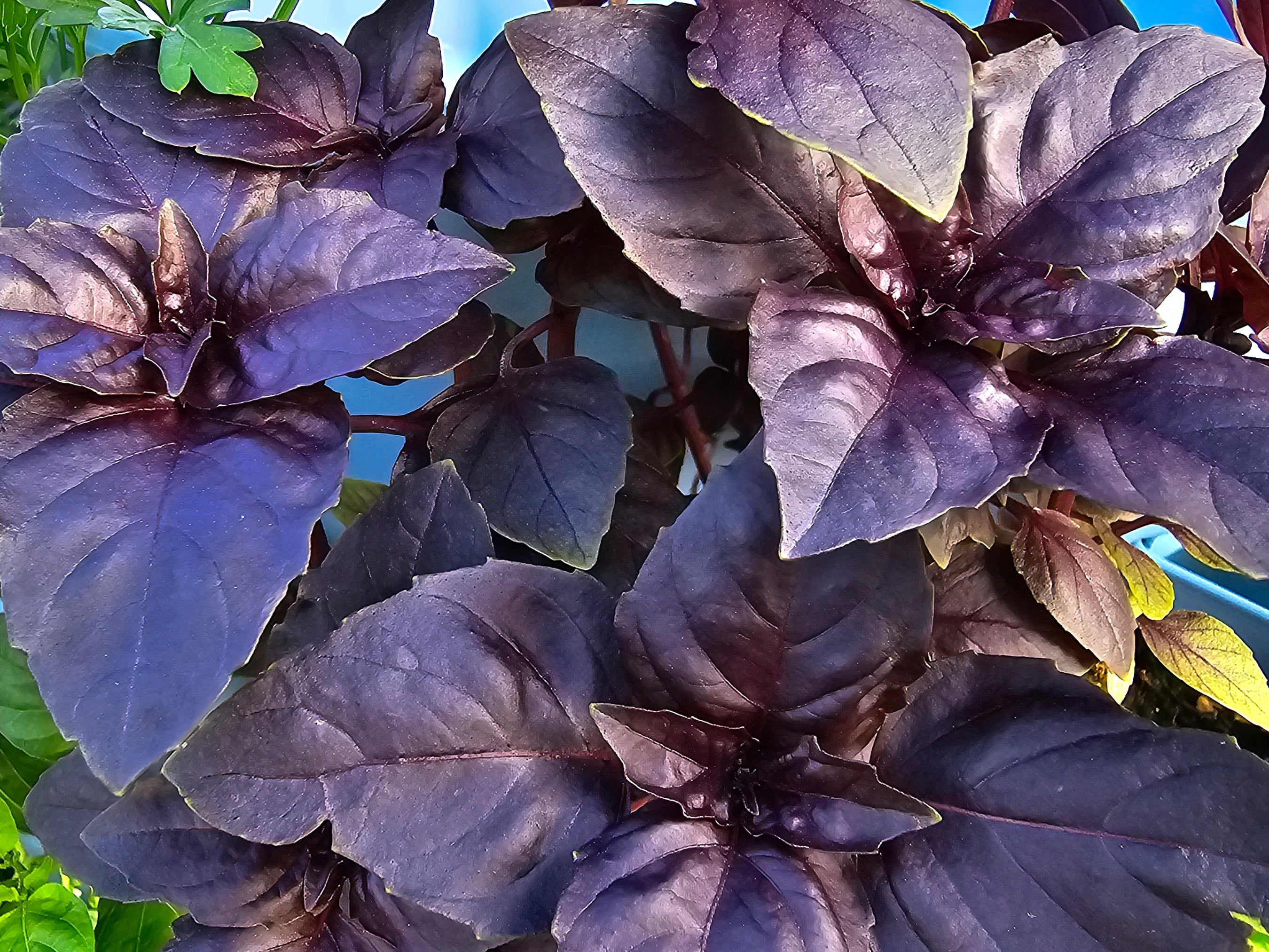 Red Rubin Purple Basil – Hybrid Sweet & Savory Herb – Jerra's Garden