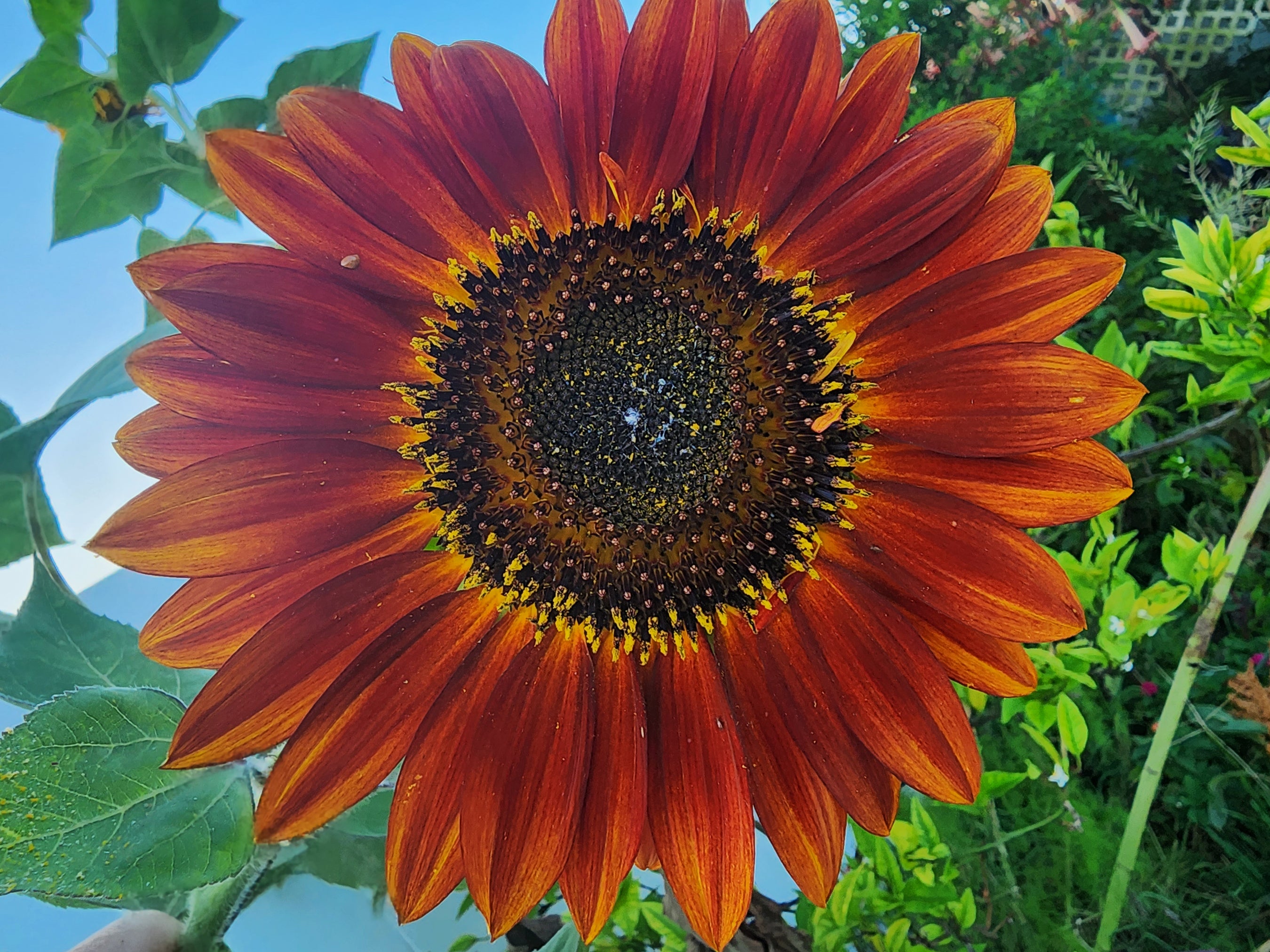 Red Sun Sunflower – Deep Red Blooms, Pollinator Favorite – Jerra's Garden