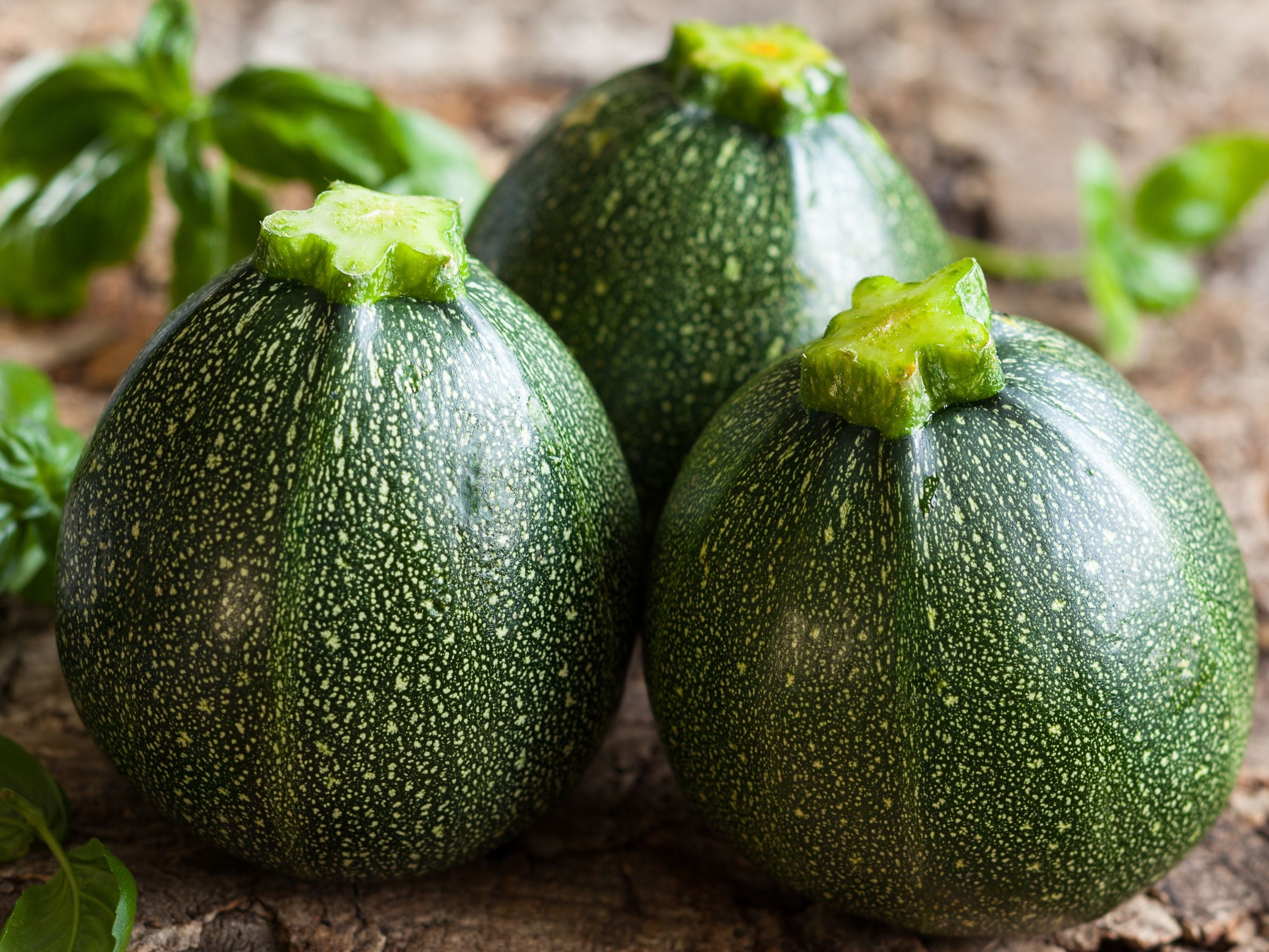 Round Zucchini Seeds – Compact Globe Summer Squash – Jerra's Garden