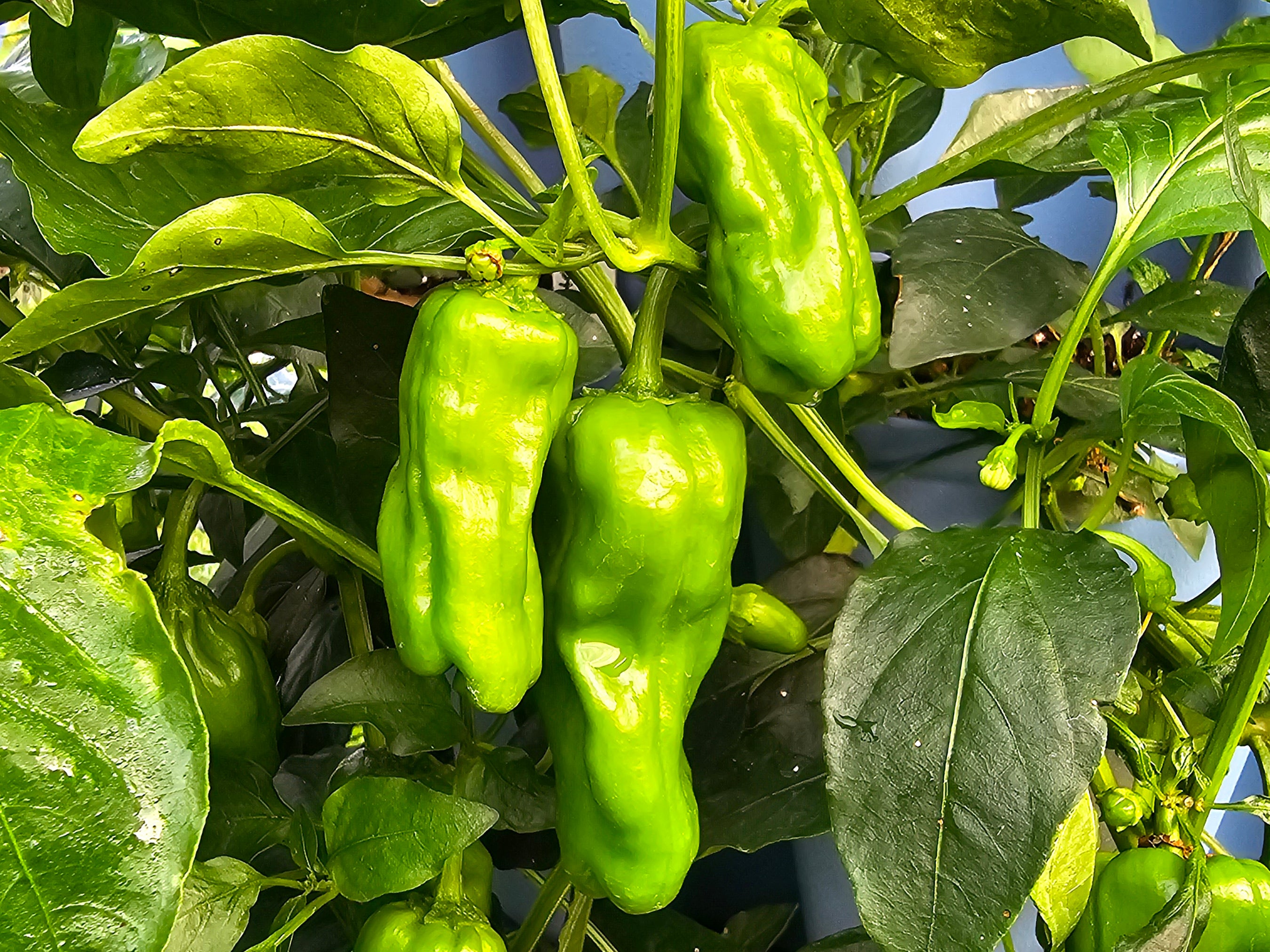 Shishito Pepper Seeds – Sweet & Spicy Japanese Variety – Jerra's Garden