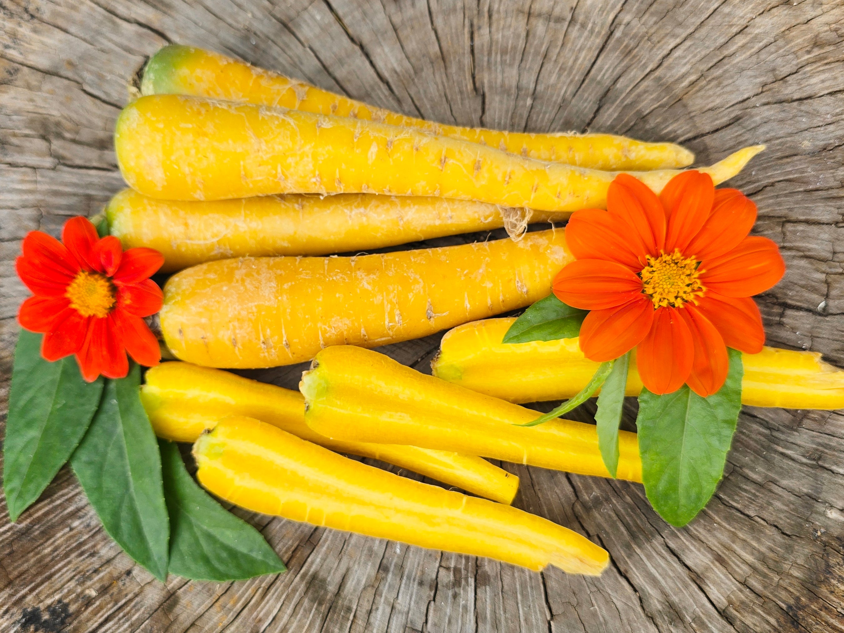 Solar Yellow Carrot Seeds – Sweet, Vibrant Roots – Jerra's Garden