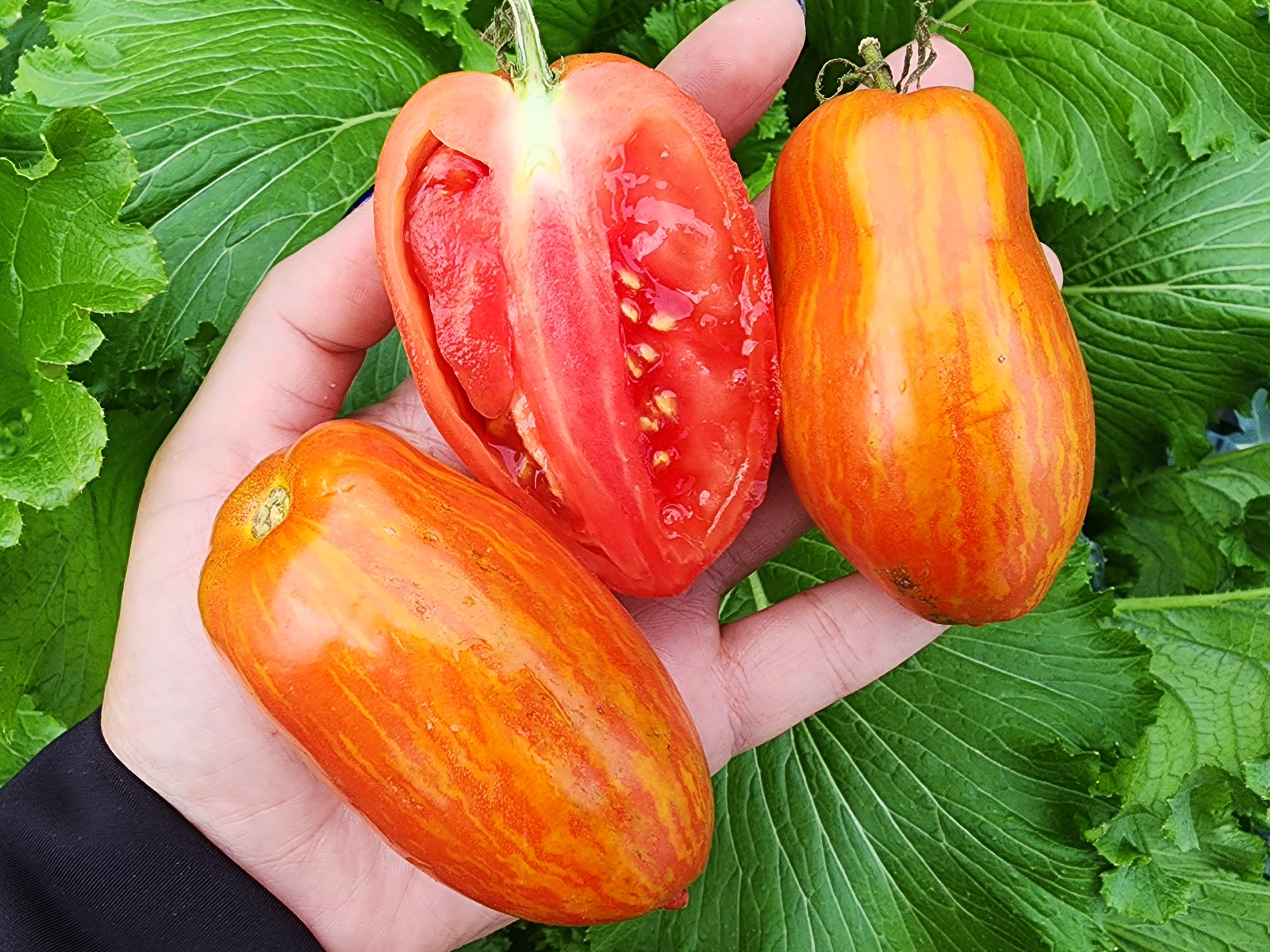 Speckled Roman Tomato – Striped Roma for Sauce & Paste – Jerra's Garden