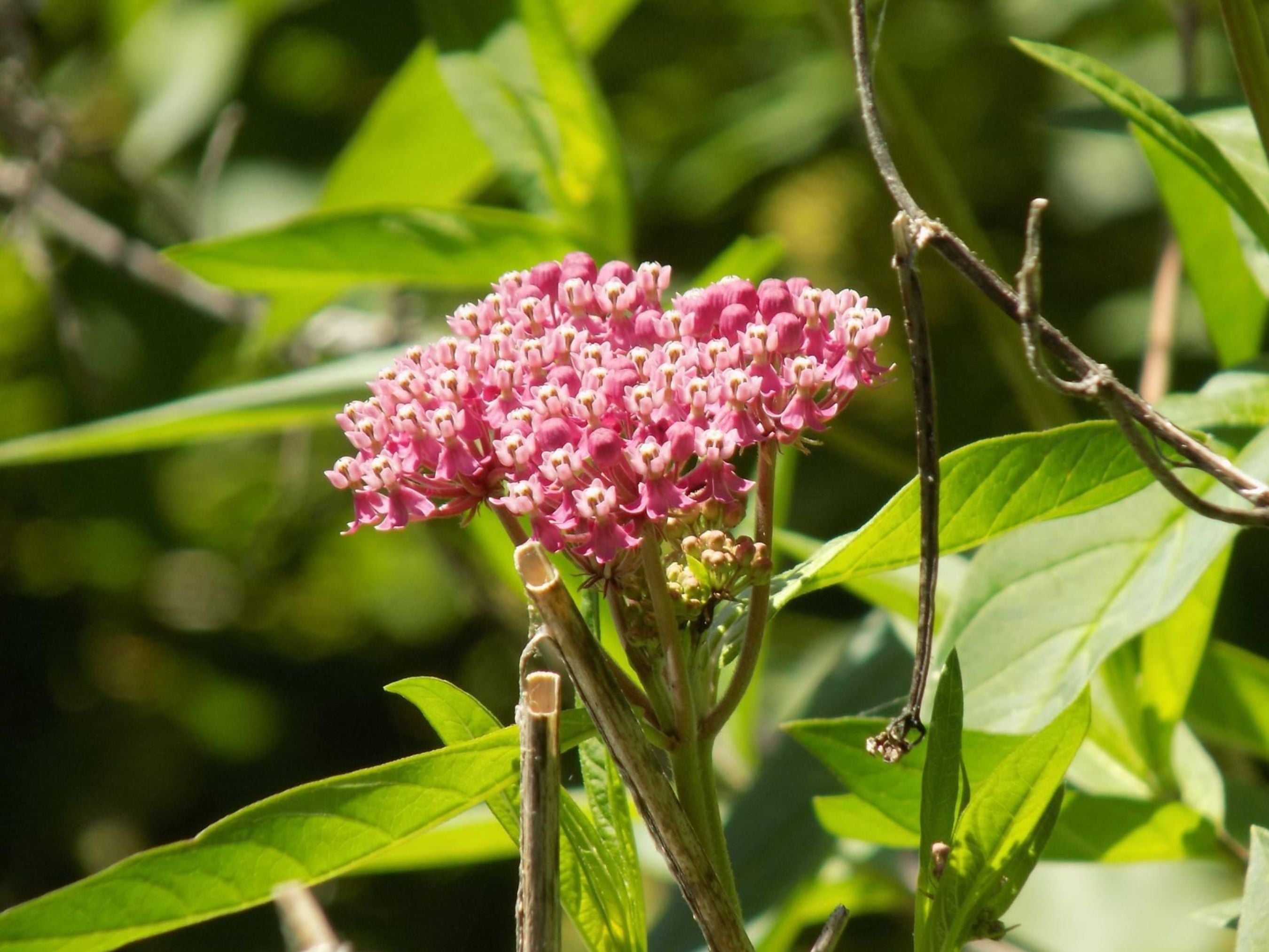 Swamp Milkweed Seeds – Monarch Host for Moist Gardens – Jerra's Garden