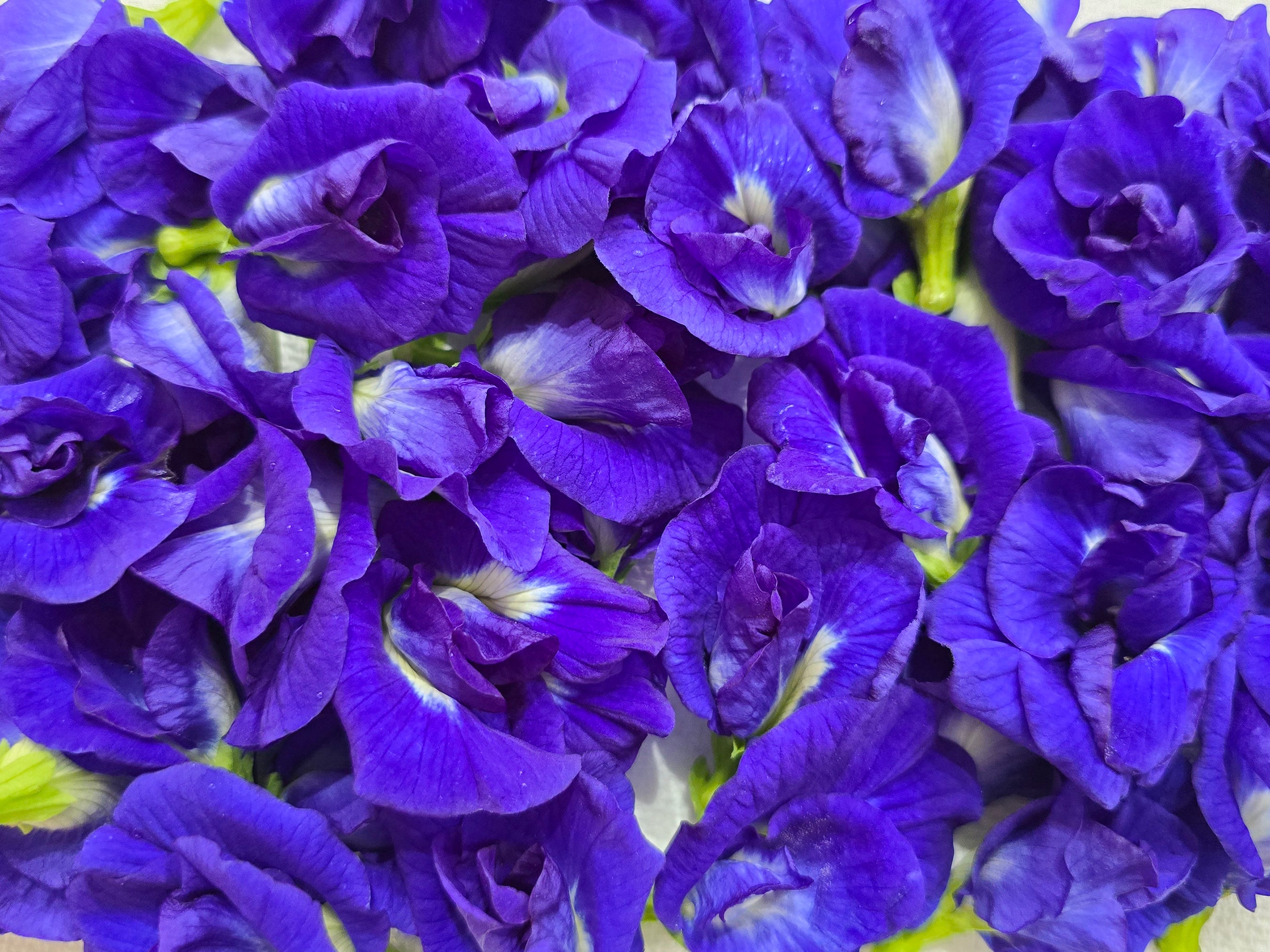 Thai Blue Butterfly Pea – Antioxidant Tea Flower Seeds – Jerra's Garden
