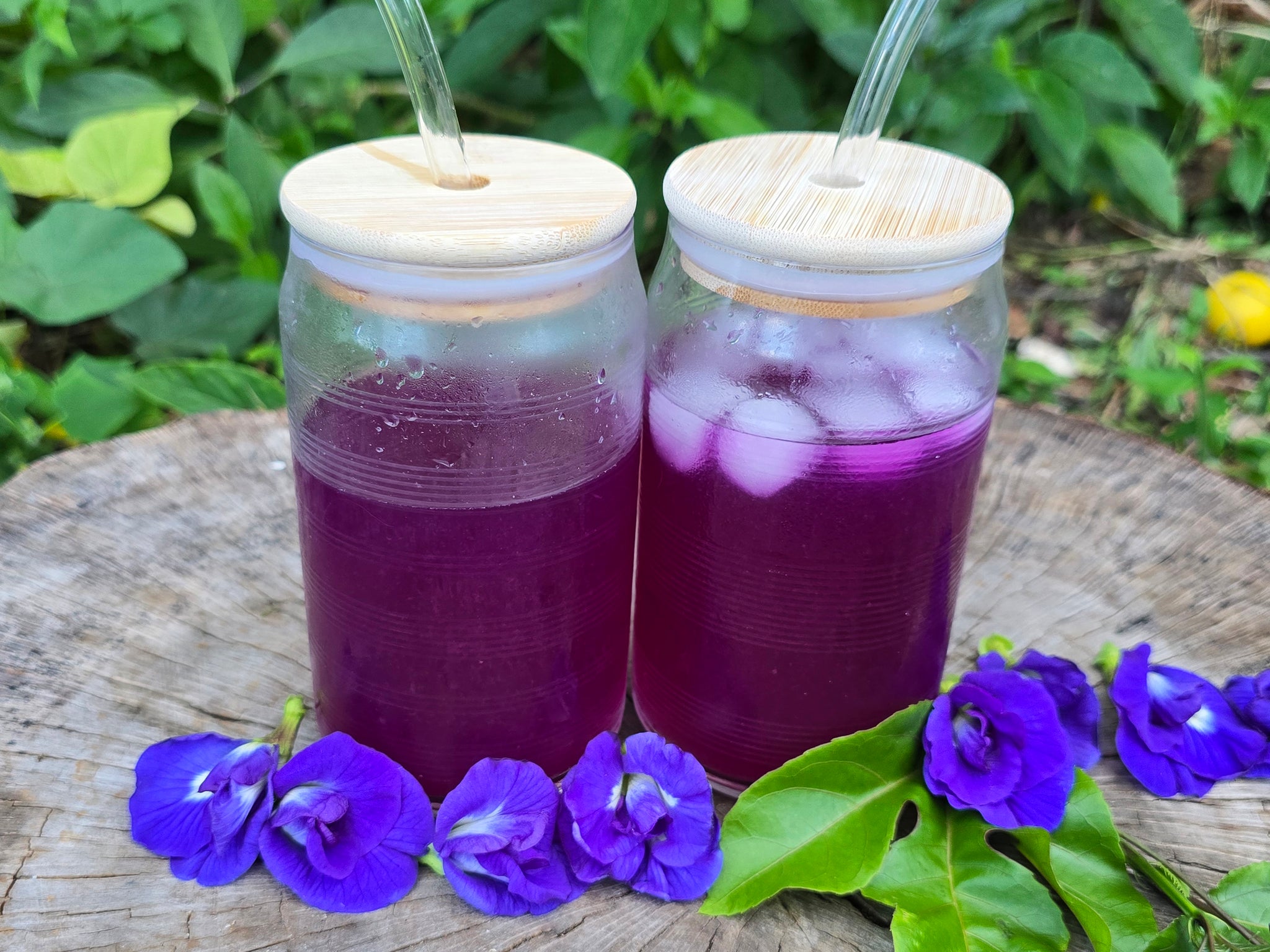 Thai Blue Butterfly Pea – Antioxidant Tea Flower Seeds – Jerra's Garden