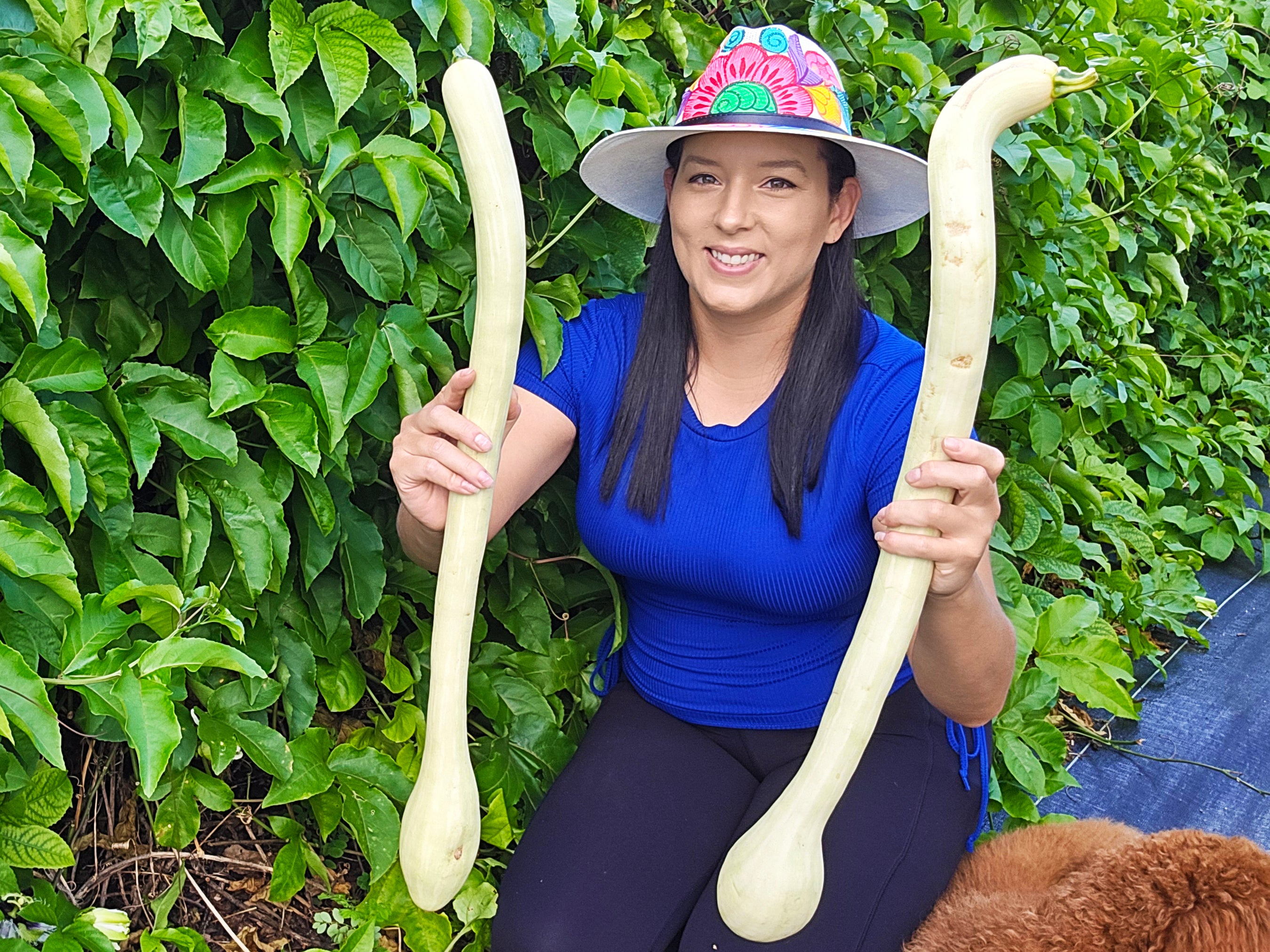 Tromboncino Rampicante Seeds – Vigorous & Versatile Squash – Jerra's Garden