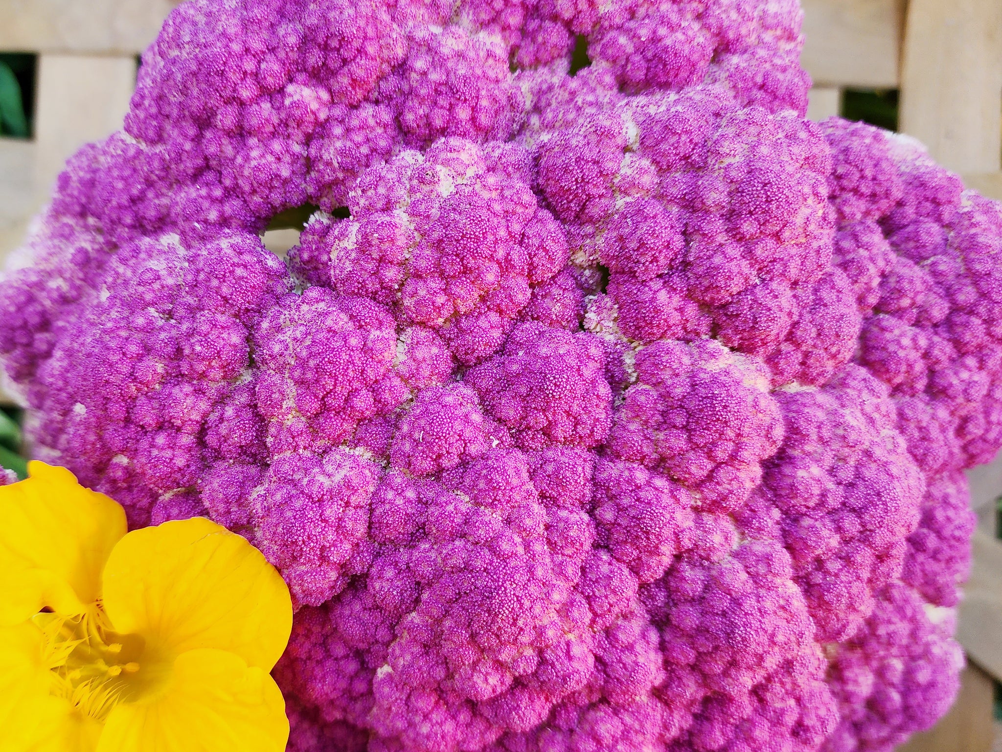 Violetta Italia – Heirloom Purple Cauliflower Seeds – Jerra's Garden