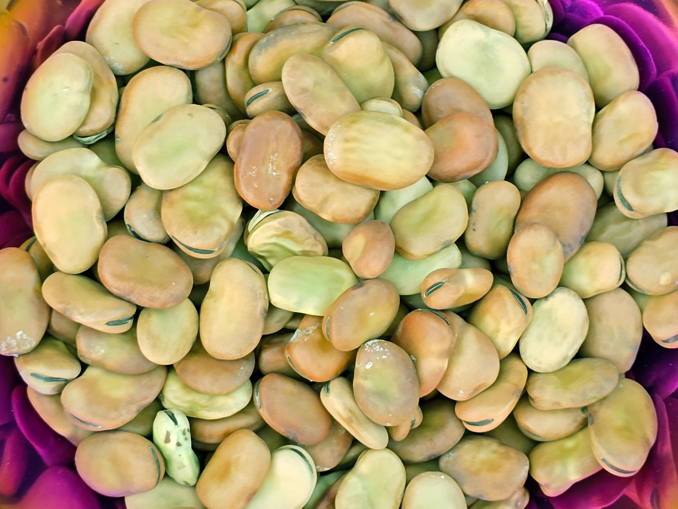 Windsor Fava Bean Seeds – Heirloom Cool-Season Favorite – Jerra's Garden