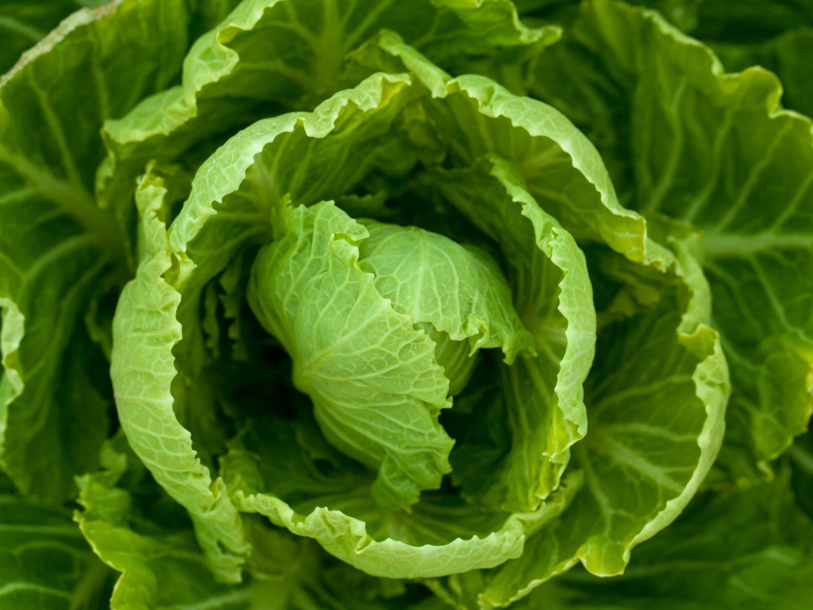 Parris Island Cos Lettuce – Crisp, Heat-Tolerant Romaine – Jerra's Garden