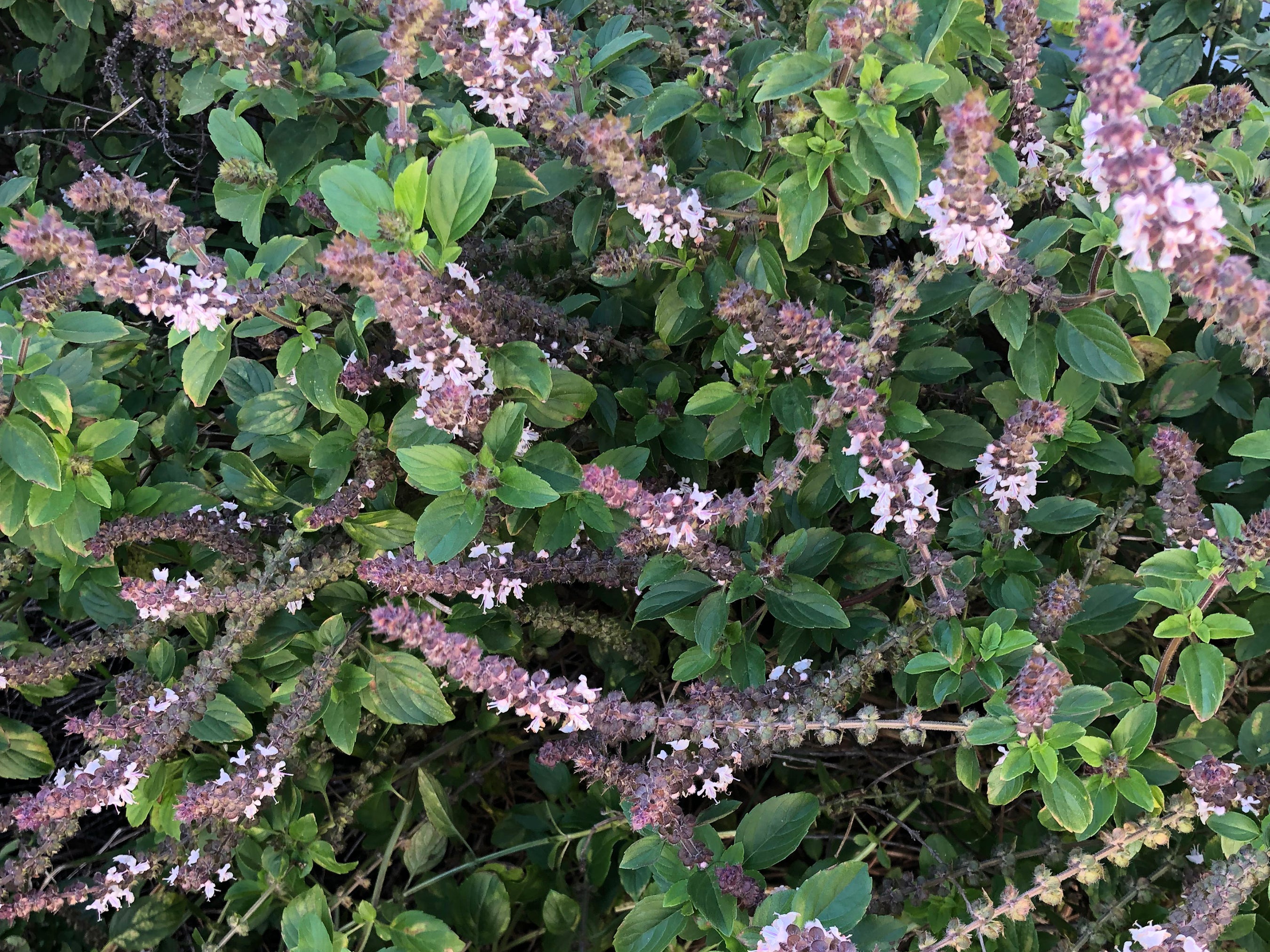 African Blue Basil – Bee-Loved LIVE Plant – Jerra's Garden