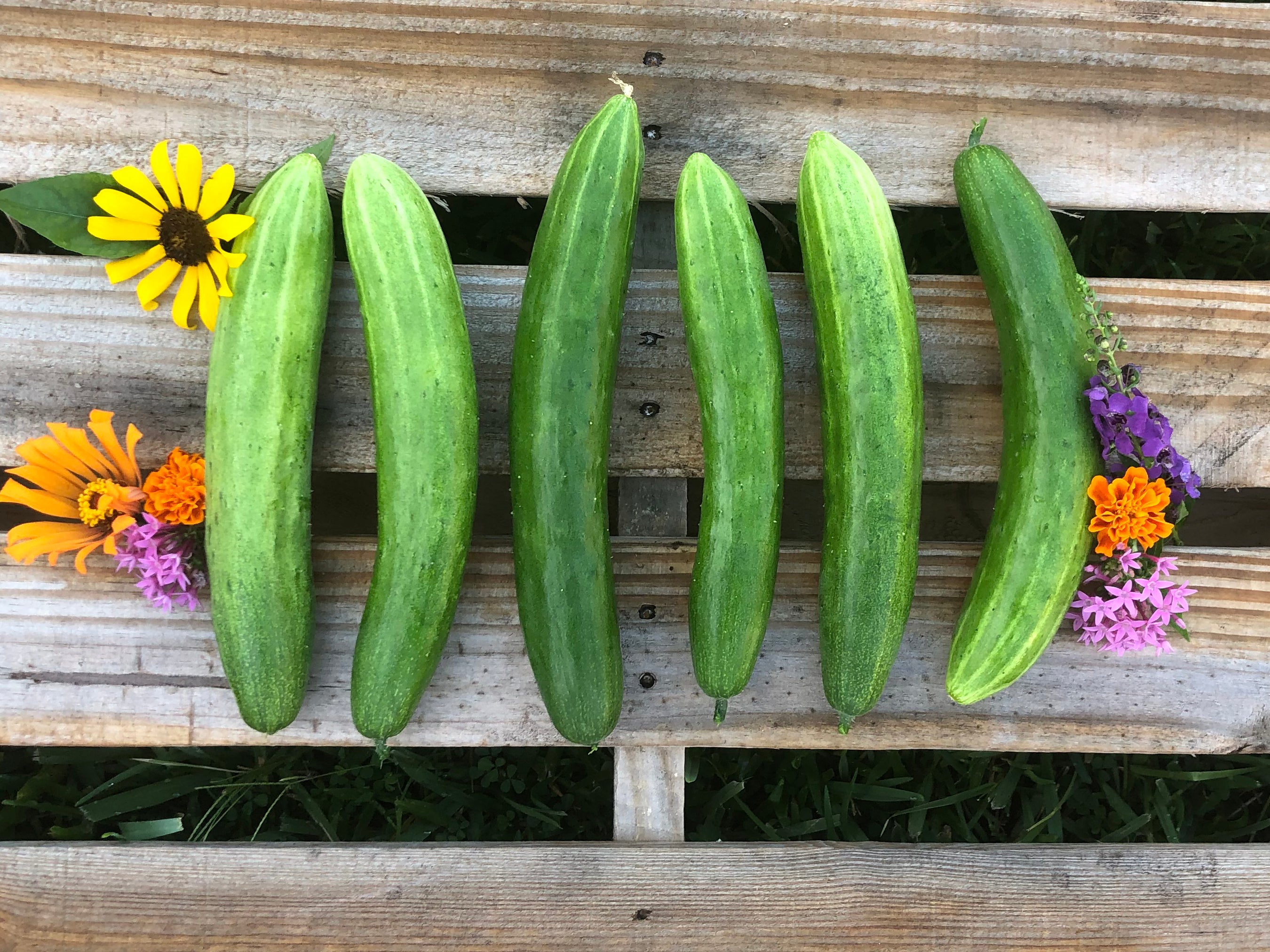 Jibai Shimoshirazu – Japanese Cucumber Seeds – Jerra's Garden