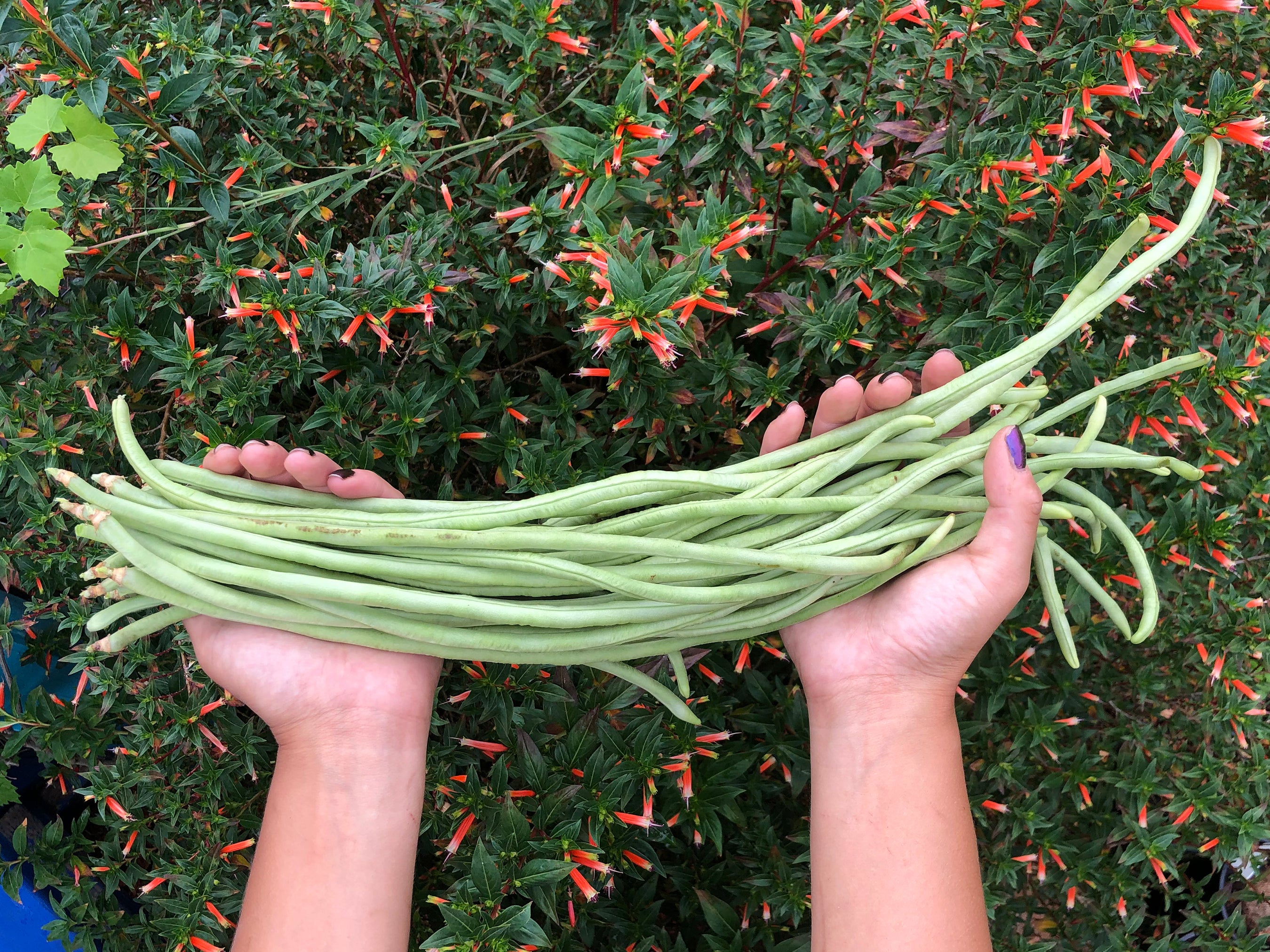 Light Green Yard Long Beans – Heirloom Noodle Seeds – Jerra's Garden