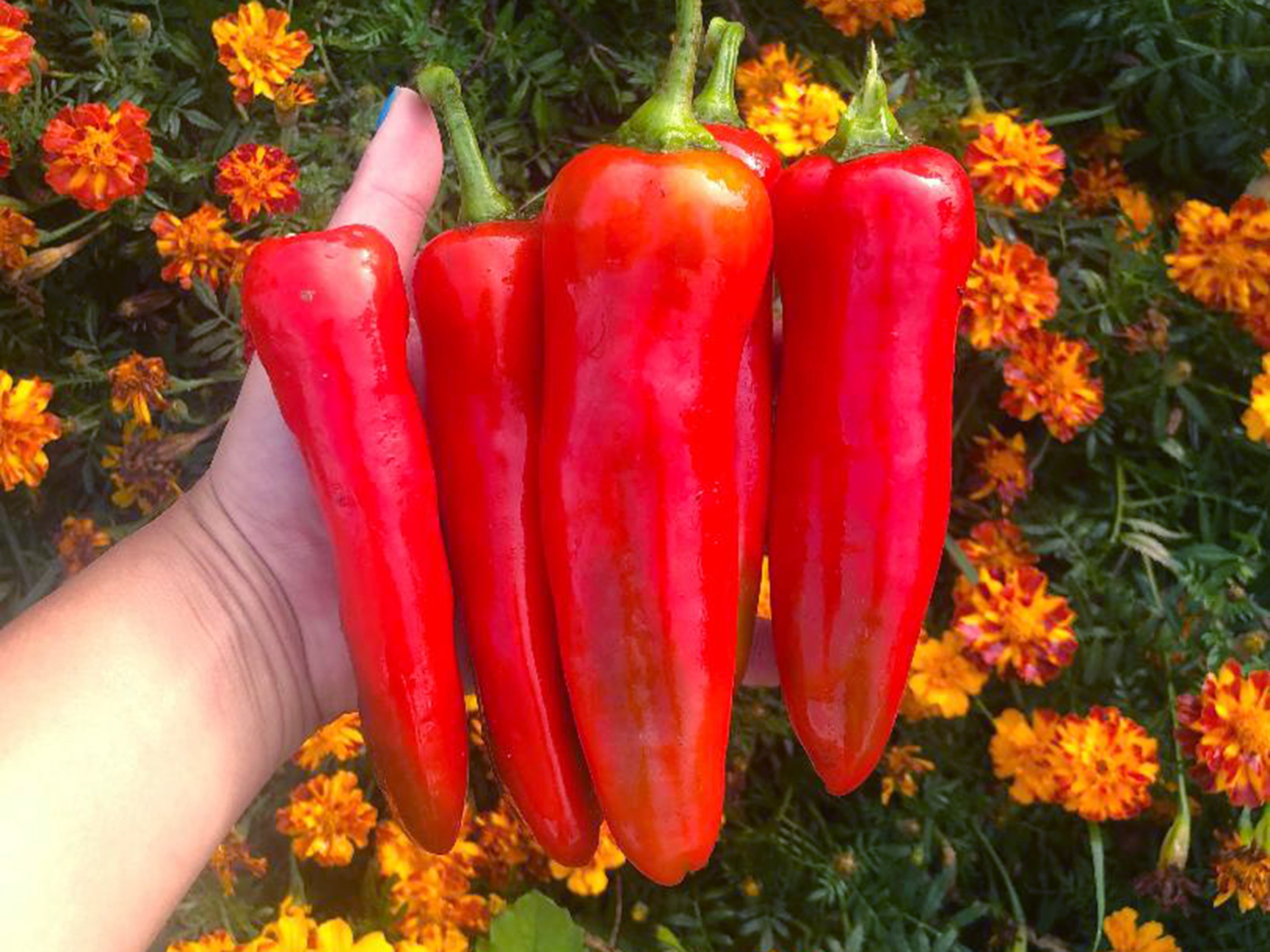 Marconi Red Sweet Pepper – Italian Heirloom Seeds – Jerra's Garden