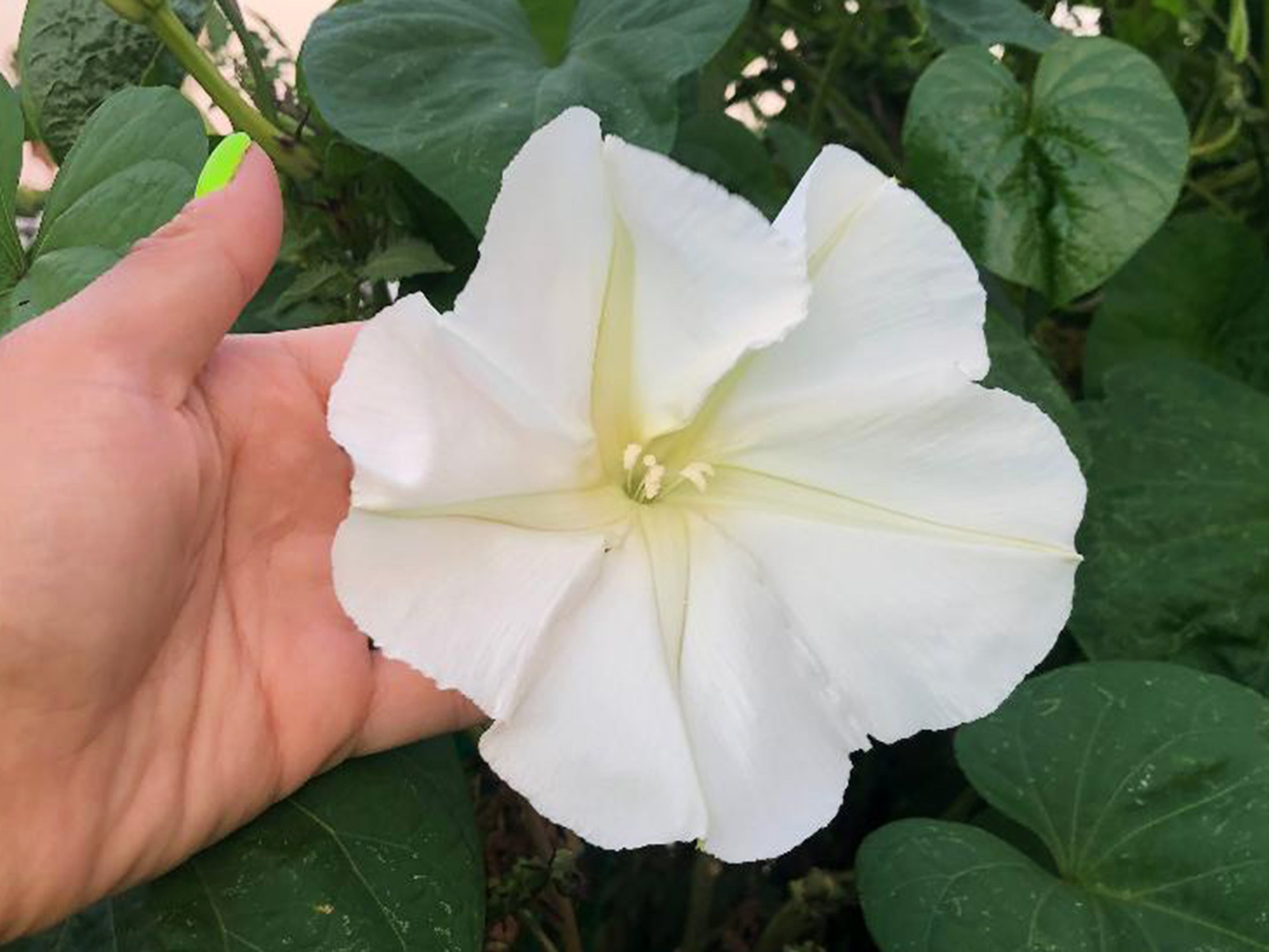 Moonflower Seeds – Fragrant Night-Blooming Vines – Jerra's Garden