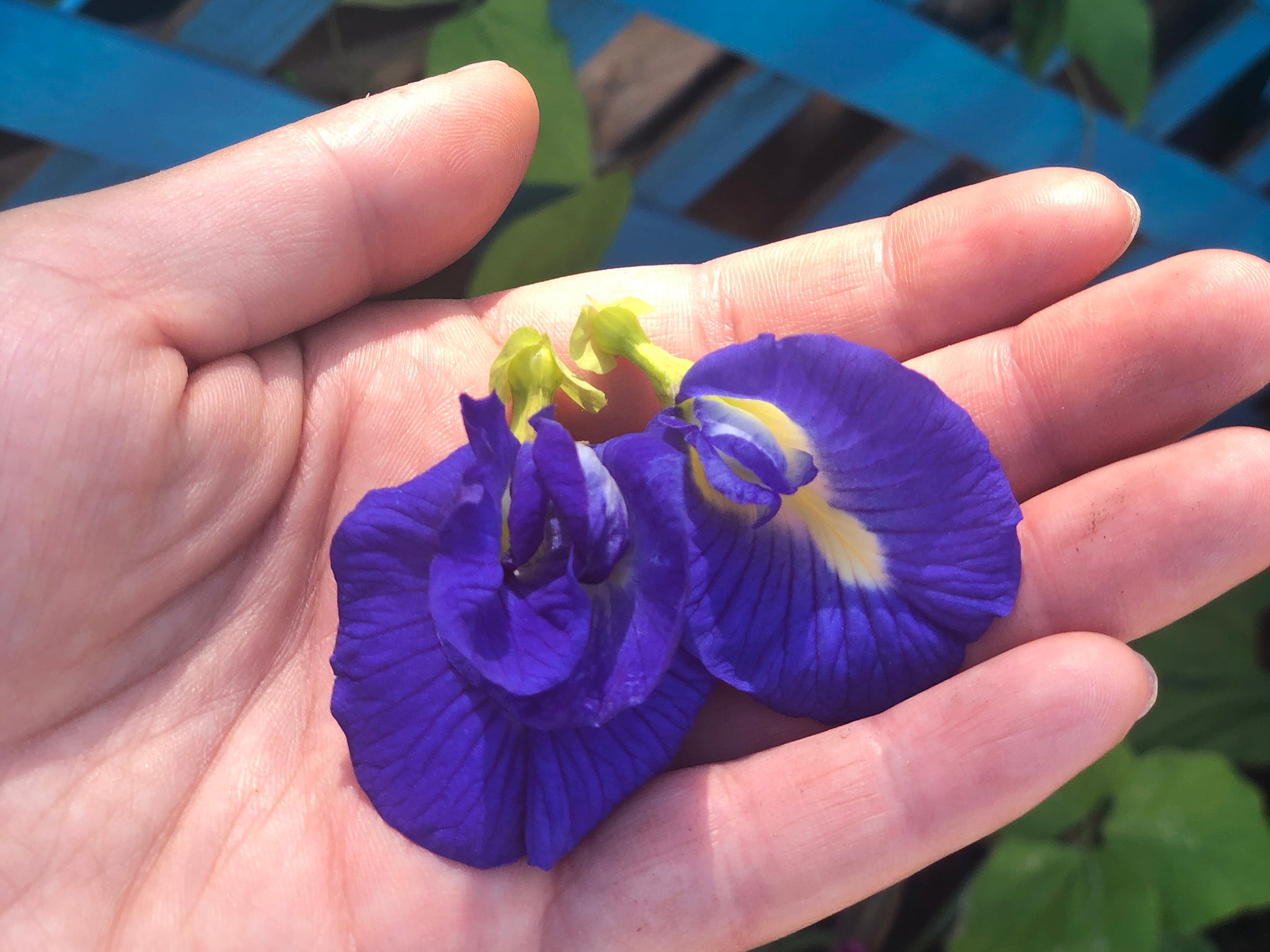 Thai Blue Butterfly Pea – Antioxidant Tea Flower Seeds – Jerra's Garden