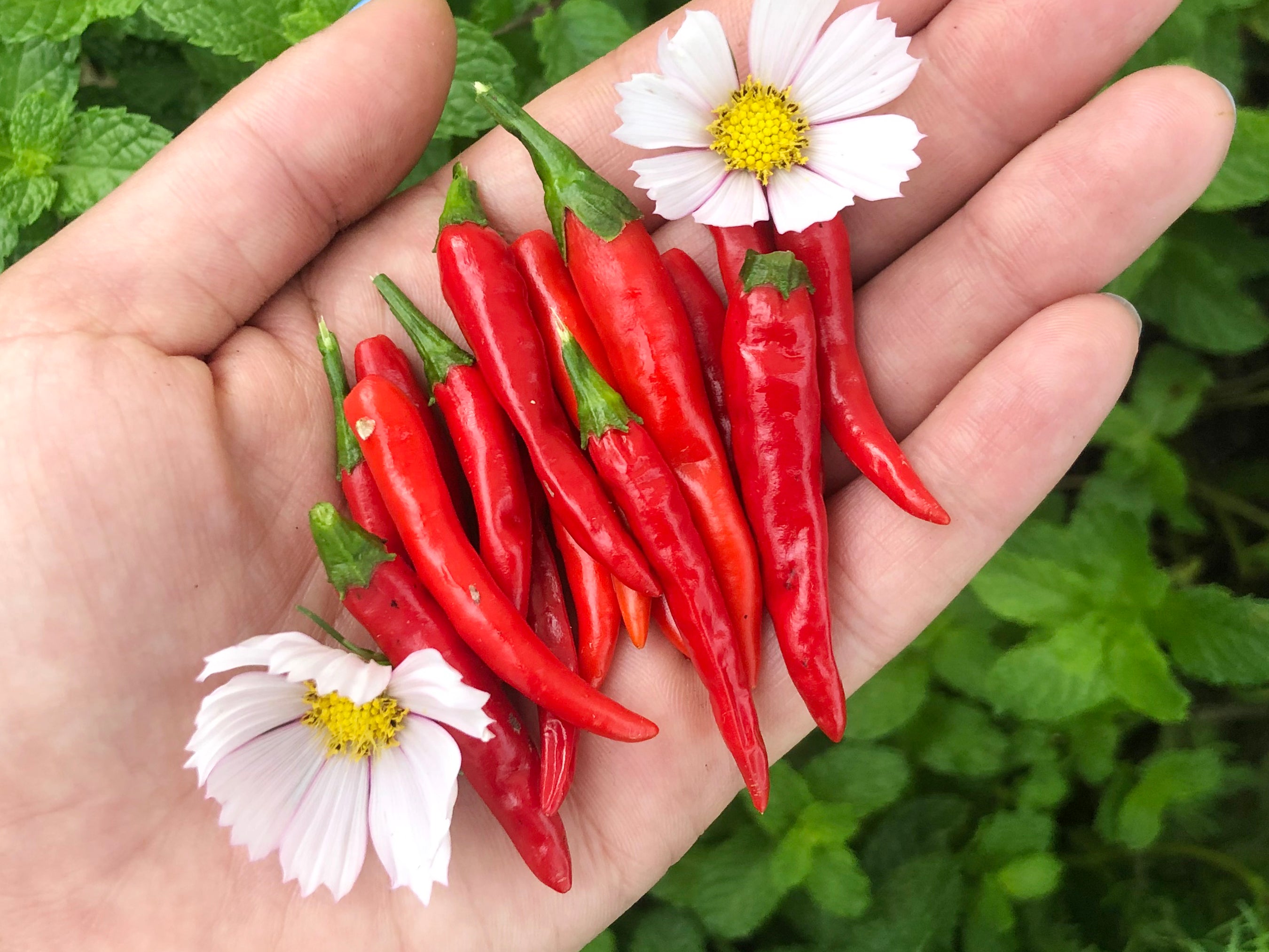 Thai Red Chili Pepper Seeds – Spicy & Heat-Tolerant – Jerra's Garden