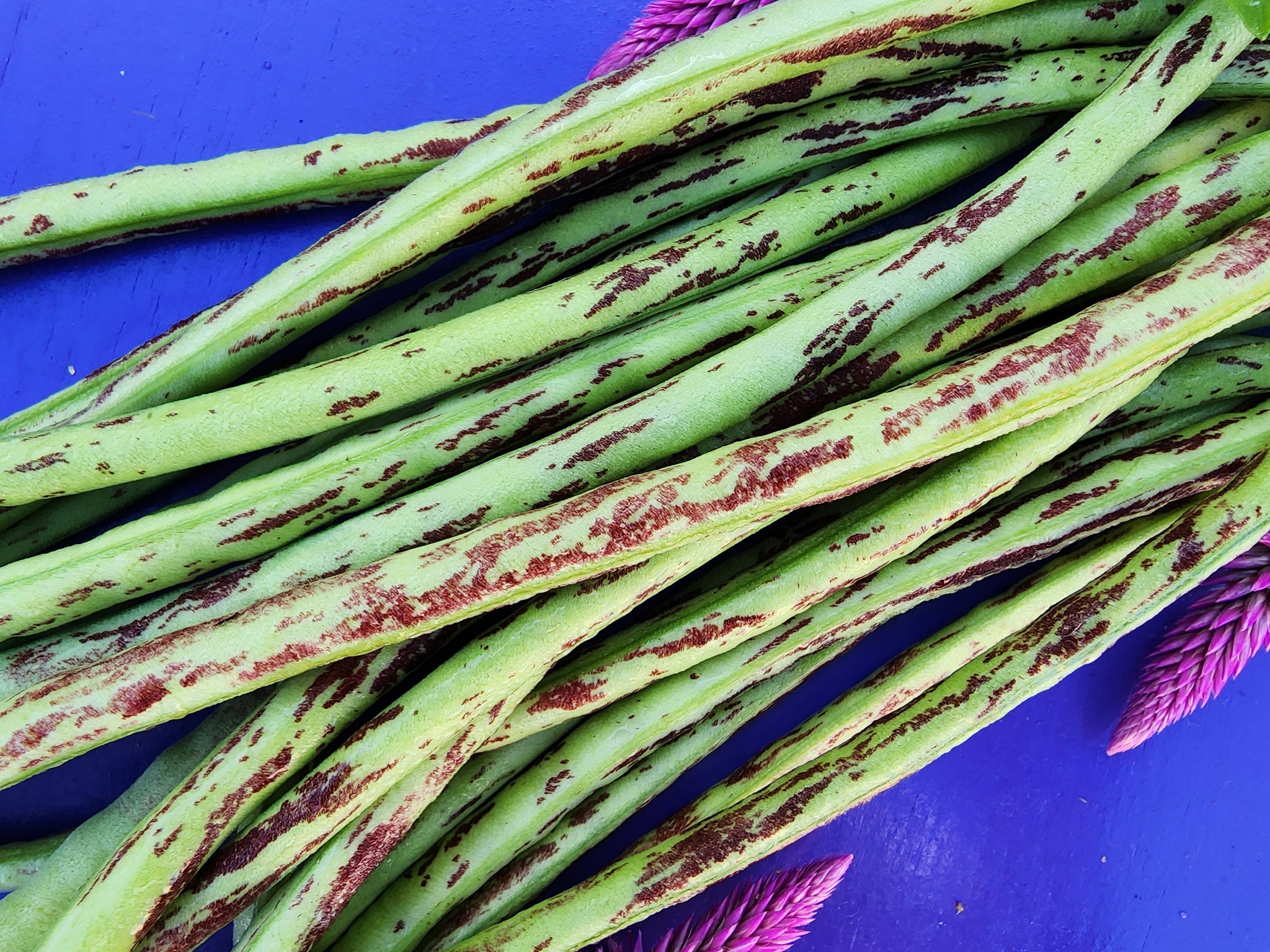 Thai Soldier Long Bean Seeds – Heavy-Yielding Bush Bean – Jerra's Garden