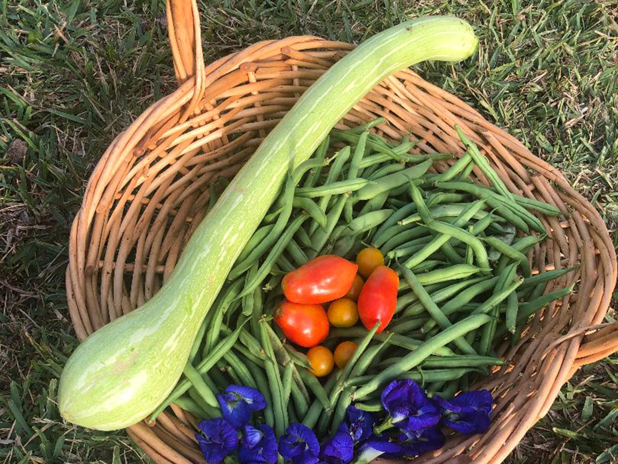 Tromboncino Rampicante Seeds – Vigorous & Versatile Squash – Jerra's Garden